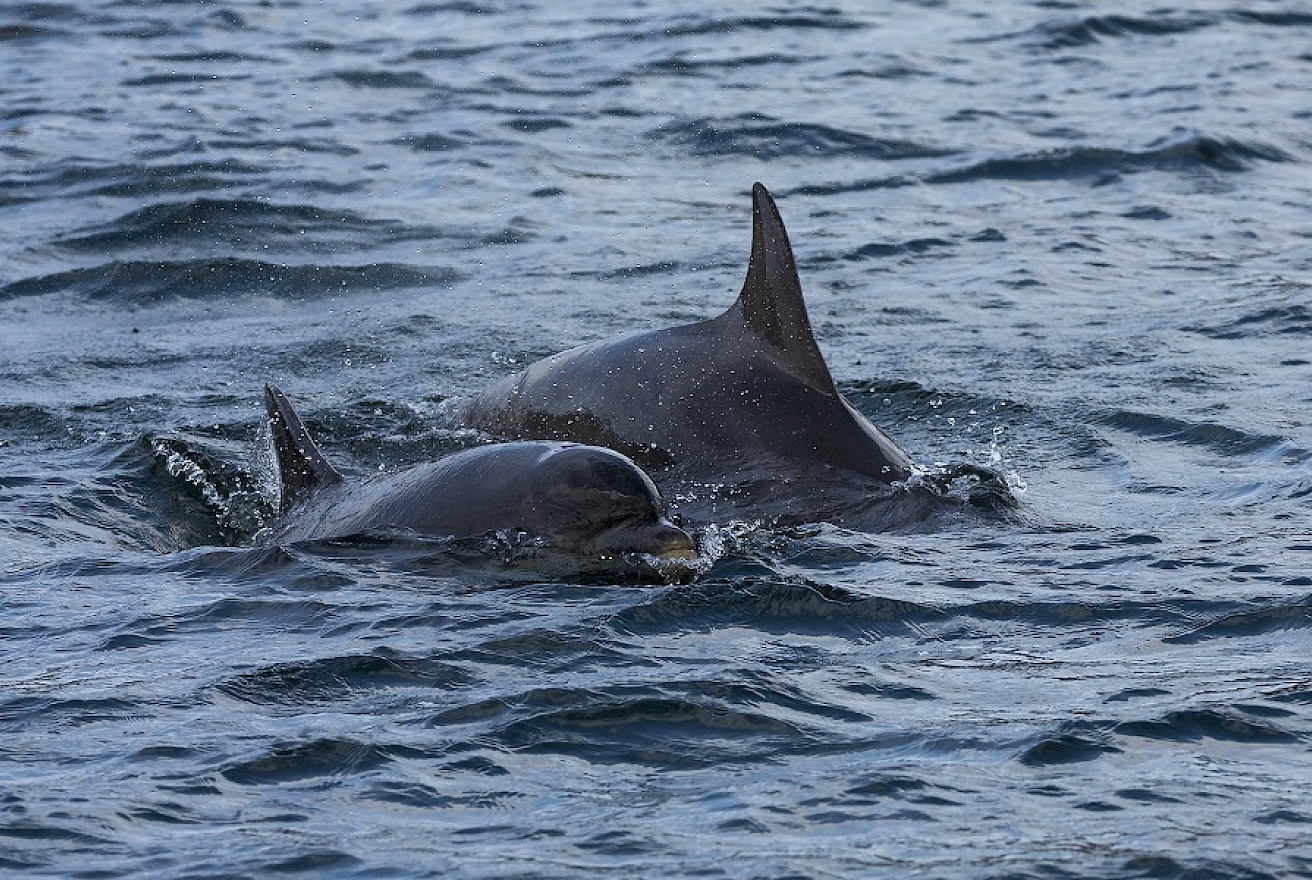 Far-flung islands: Shiants & the Summer Isles | Hebrides Cruises